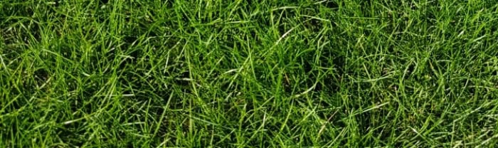 Ready Lawn | Lawn Turf | Instant Lawn