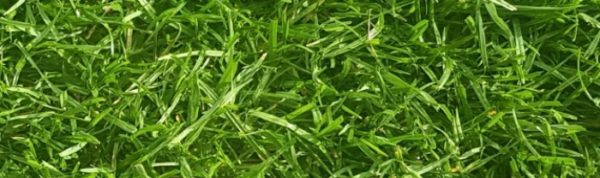 Instant Lawn Varieties & Pricing - Expert Turf