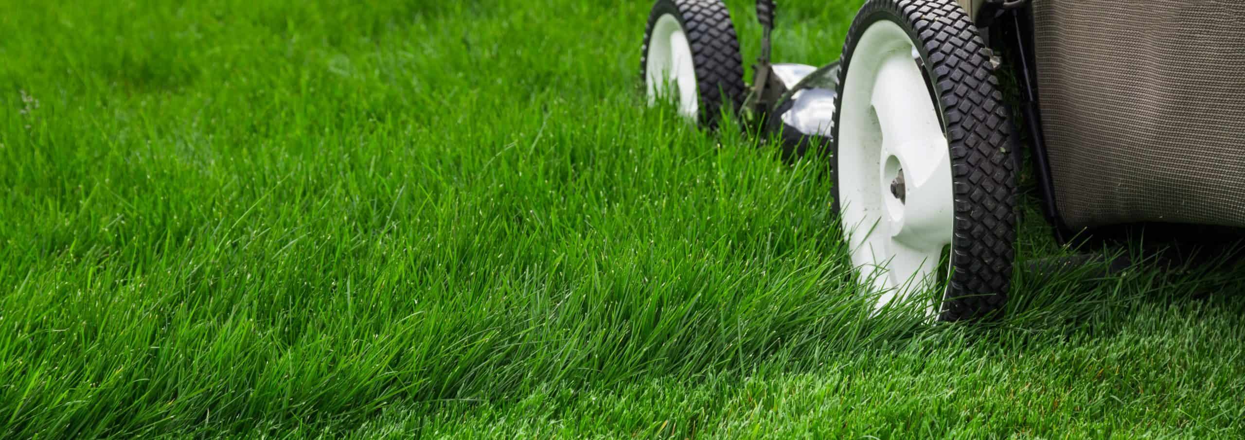 Lawn Care - Expert Turf