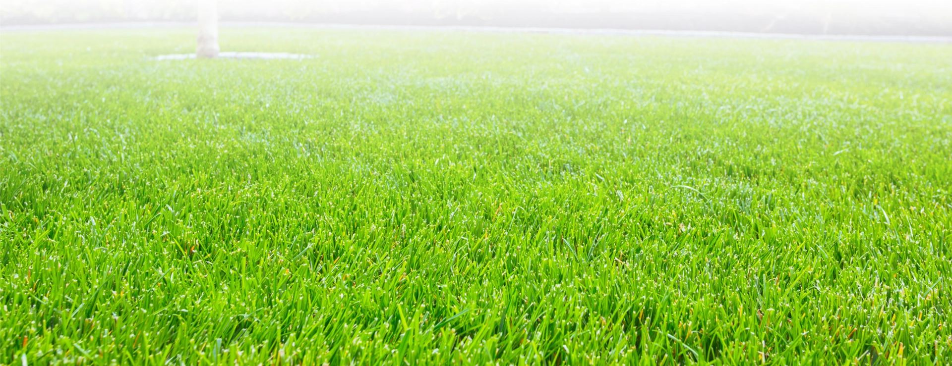 Turf | Expert Turf Can Help You Achieve A Great Lawn | Expert Turf